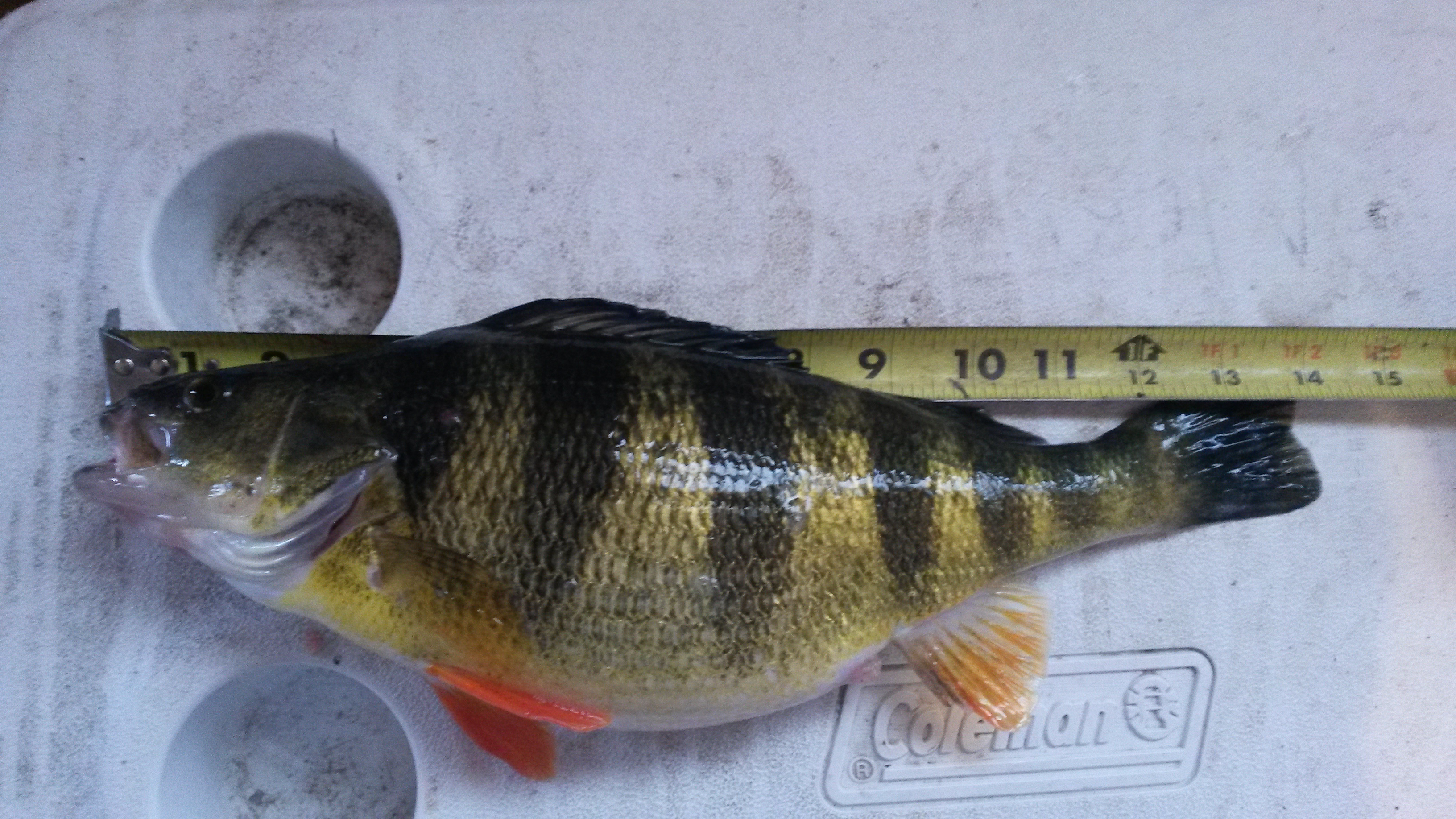 Mississippi river jumbo perch - Bluegills, Crappies, Perch & Whitebass ... Mississippi river jumbo perch - Bluegills, Crappies, Perch & Whitebass ...