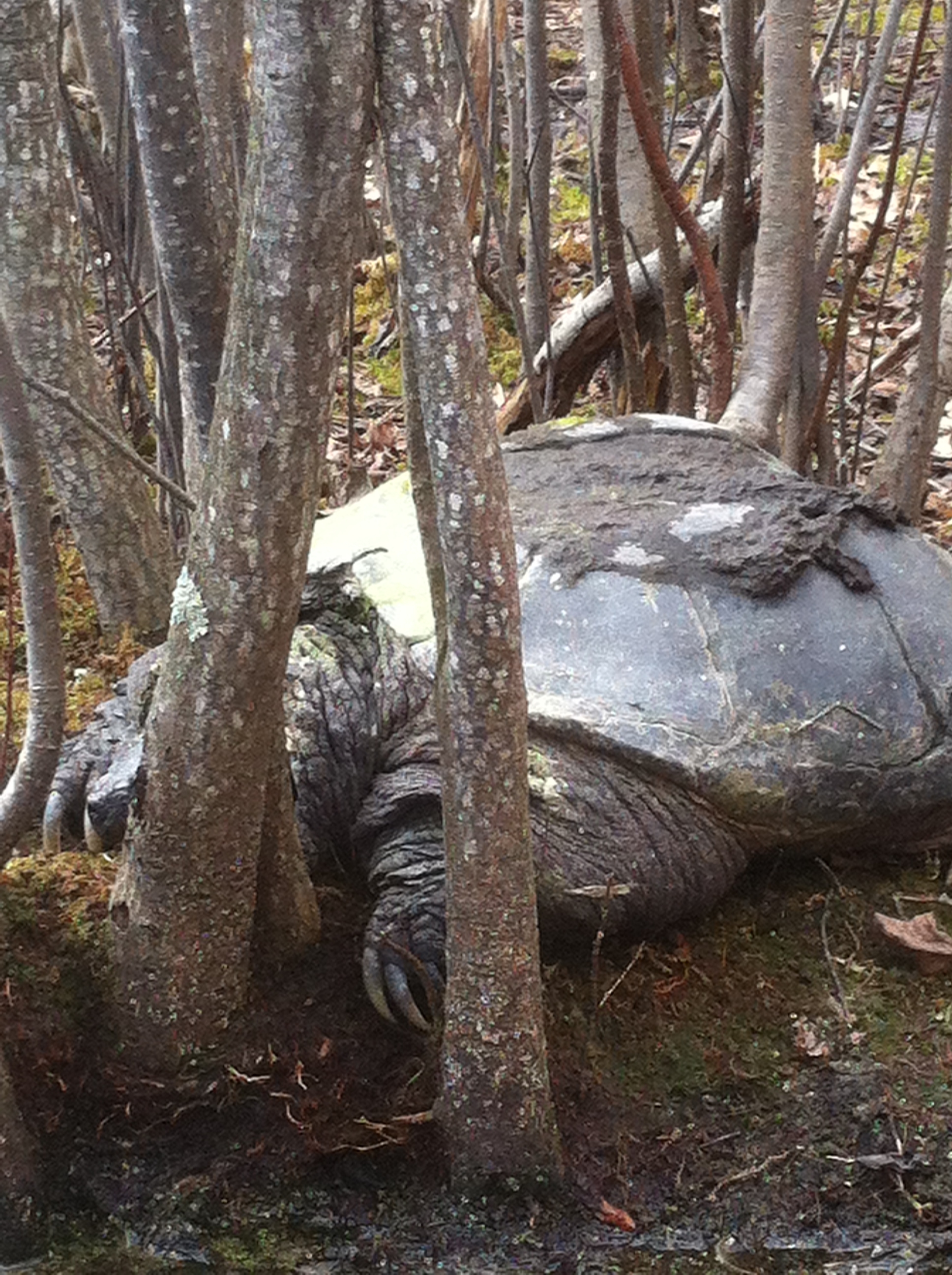 Biggest snapping turtle I've ever seen - General Discussion Forum | In ... Biggest snapping turtle I've ever seen - General Discussion Forum | In ...